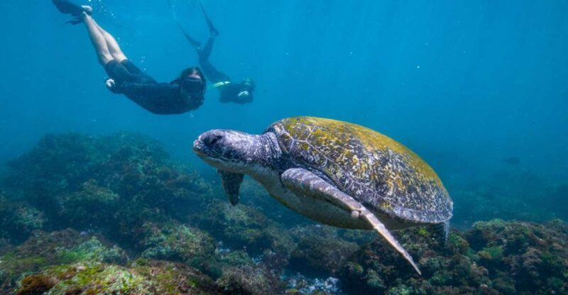 Gold Coast: Snorkeling with Turtles Half-Day Tour - An In-Depth Look at the Snorkeling Tour