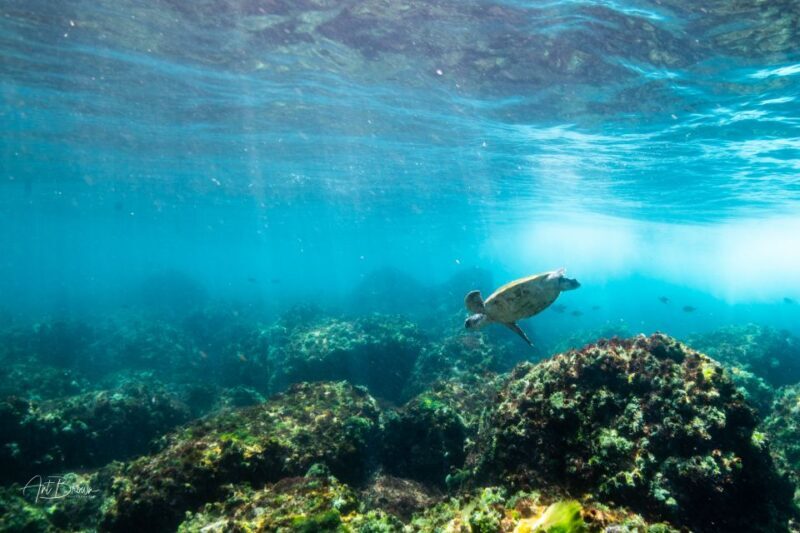 Gold Coast: Snorkeling with Turtles Half-Day Tour - Authentic Highlights from Guest Feedback