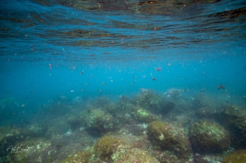 Gold Coast: Snorkeling with Turtles Half-Day Tour - Who Will Love This Tour?