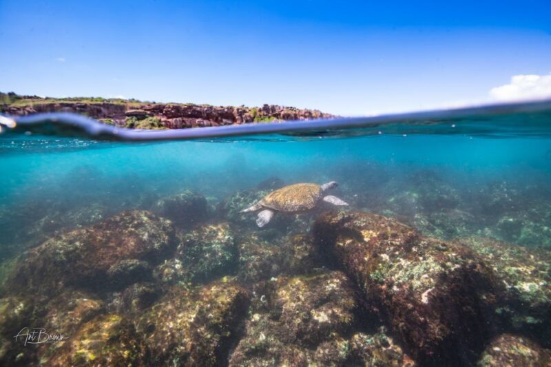 Gold Coast: Snorkeling with Turtles Half-Day Tour - In Summary