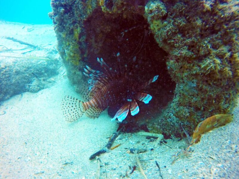Gold Coast: Snorkelling in Wave Break Island - What’s Included and What’s Not