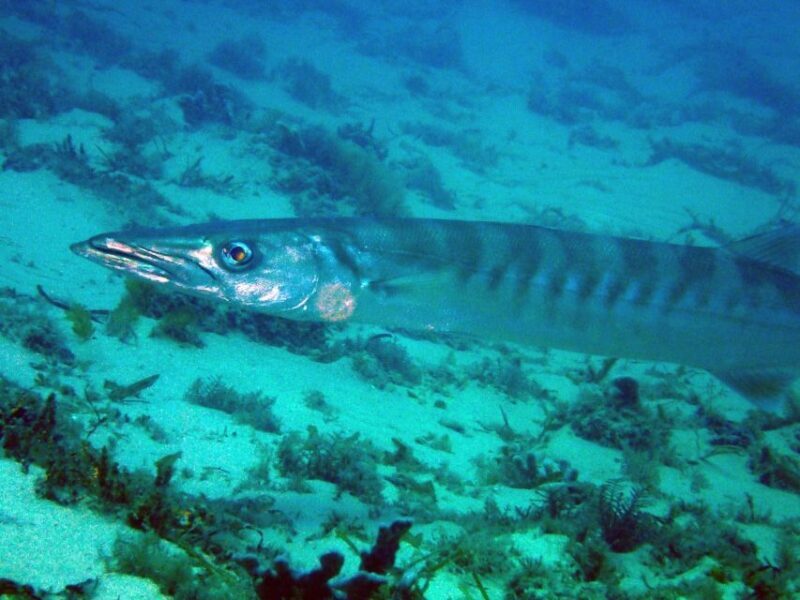 Gold Coast: Snorkelling in Wave Break Island - Authentic Experiences and Reviews