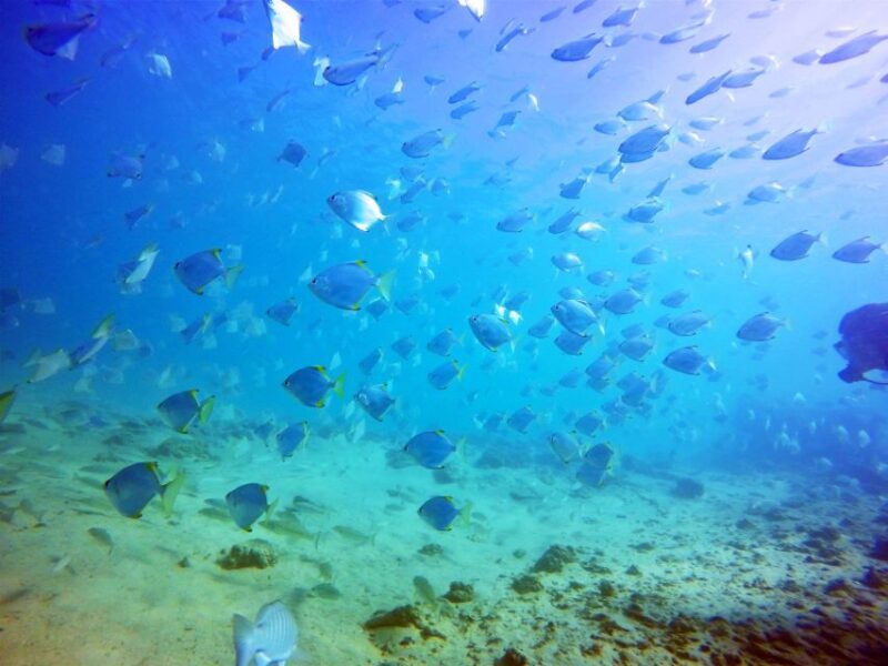 Gold Coast: Snorkelling in Wave Break Island - Who Should Consider This Tour?