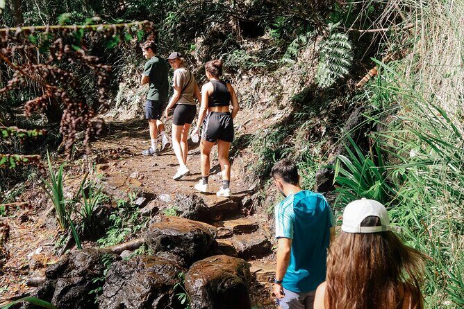 Gold Coast: Springbrook 7 Waterfalls and Natural Bridge Day Tour - FAQ