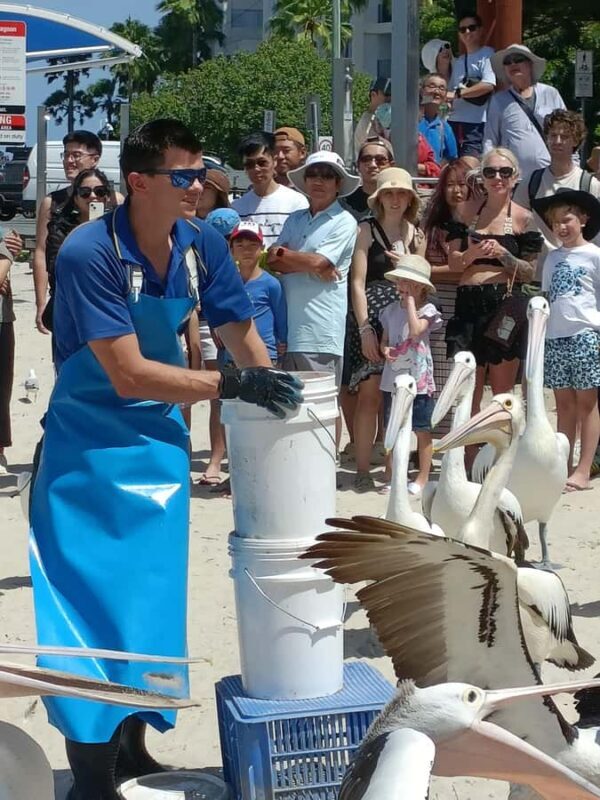 Gold Coast Surfers Paradise Private Tour from Brisbane - An In-Depth Look at the Tour Experience