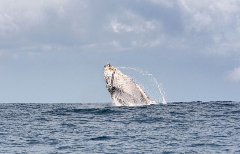 Gold Coast: Swim with Whales - An Introduction to the Experience