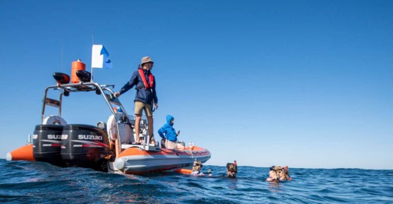 Gold Coast: Swim with Whales - What to Expect on the Tour