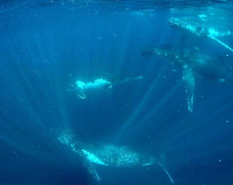 Gold Coast: Swim with Whales - Critical Details and Traveler Tips