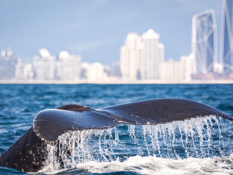 Gold Coast: Swim with Whales - Who Is This Tour Best For?