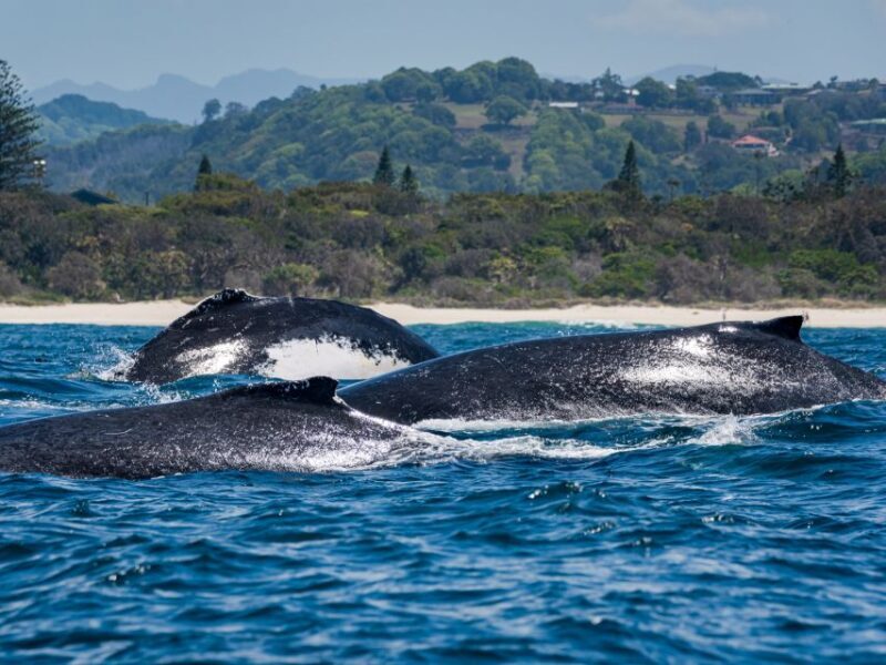 Gold Coast: Swim with Whales - Summary: Why Choose This Whale Adventure?