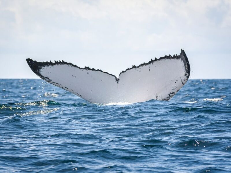 Gold Coast: Swim with Whales - FAQs