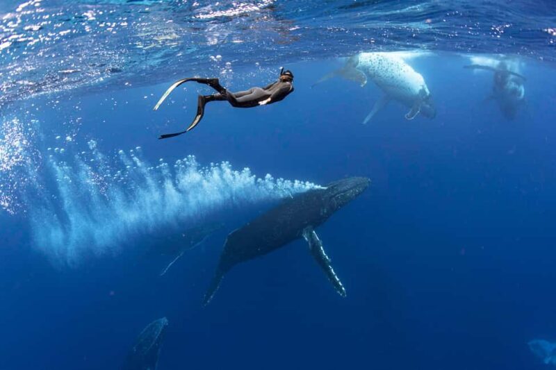 Gold Coast: Swim with Whales - Key Points