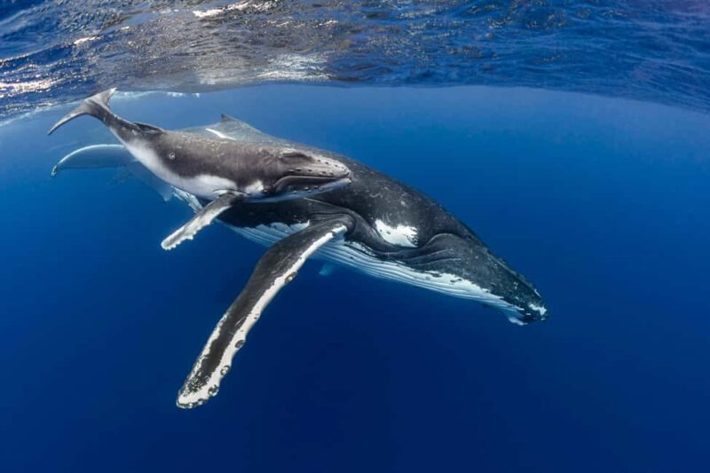Gold Coast: Swim with Whales - What to Expect During the Tour