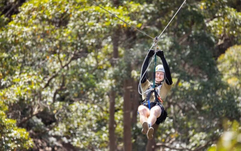Gold Coast: Tamborine Mountain Canyon Flyer Zipline Tour - Analyzing the Value