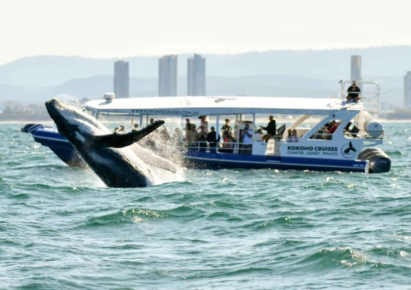Gold Coast Whale Experience - Key Points