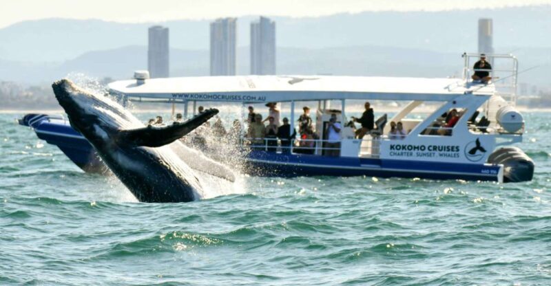 Gold Coast Whale Experience - Itinerary Breakdown and What to Expect
