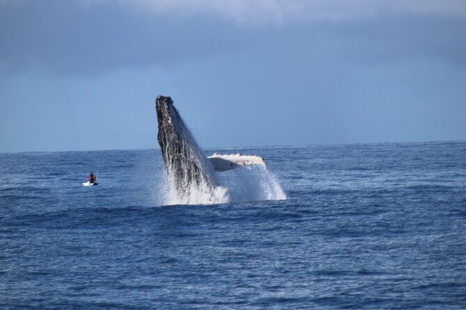 Gold Coast Whale Watching Adventure Tours - The Itinerary in Detail
