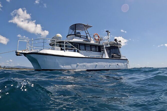 Gold Coast Whale Watching Adventure Tours - Practical Tips for Your Trip