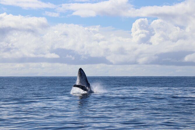 Gold Coast Whale Watching Adventure Tours - Why Choose This Tour?