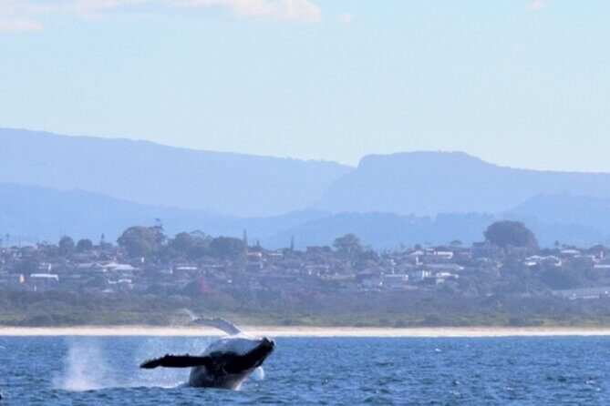 Gold Coast Whale Watching Adventure Tours - Who Is This Tour Best For?