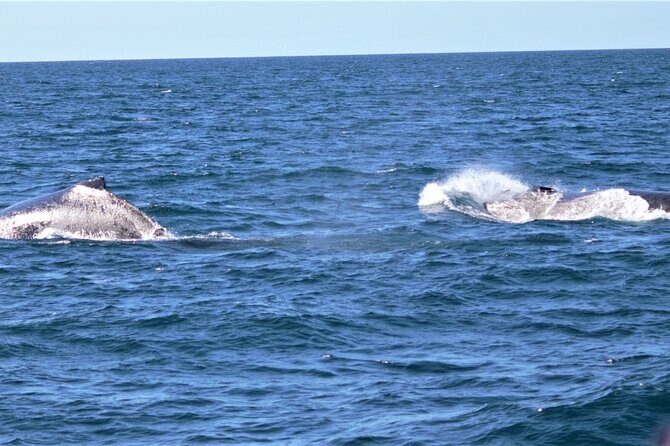 Gold Coast Whale Watching Adventure Tours - FAQs