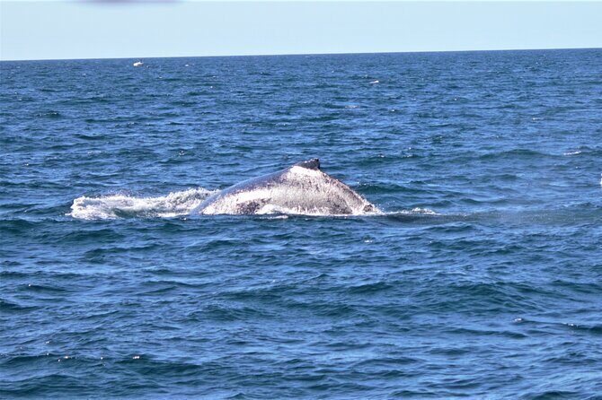 Gold Coast Whale Watching Adventure Tours - Final Thoughts