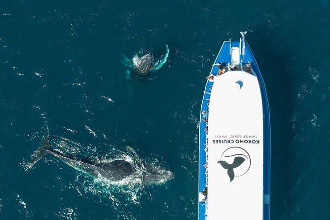 Gold Coast Whale Watching Cruise - Why You’ll Love the Experience
