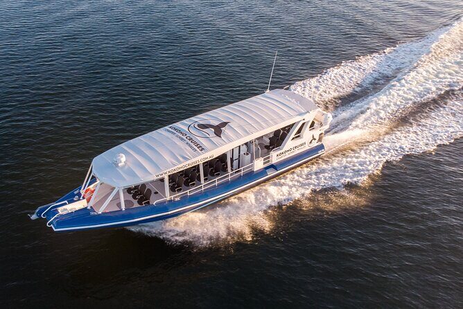 Gold Coast Whale Watching Cruise - Practical Tips for Travelers