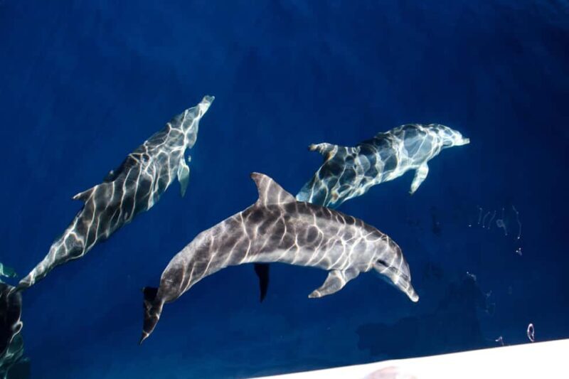 Gold Coast: Whale Watching Cruise & Sea World Entry - The Itinerary and What To Expect