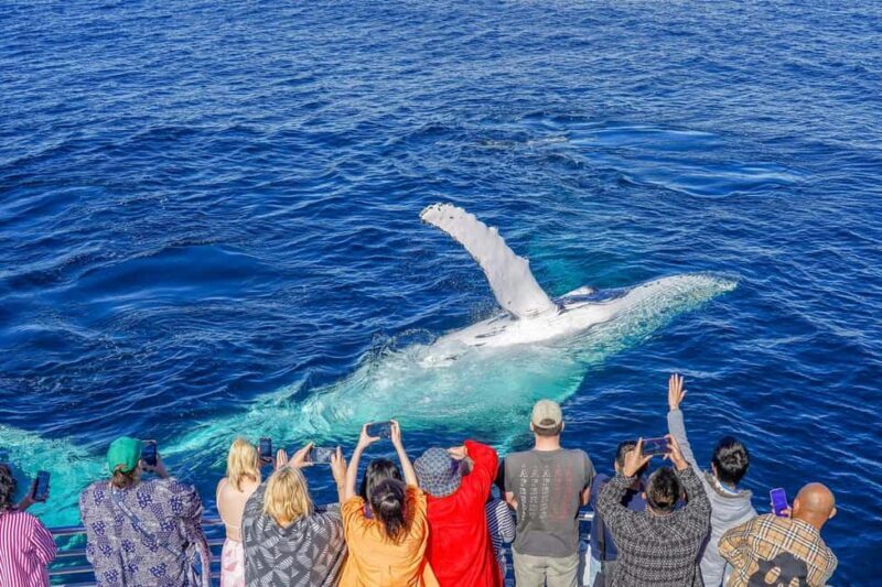 Gold Coast: Whale Watching Cruise & Sea World Entry - FAQ