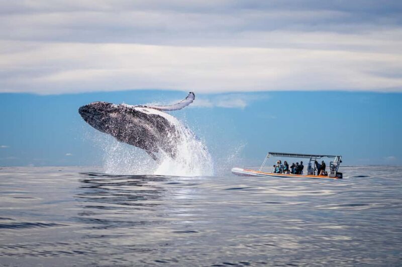 Gold Coast: Whale Watching - The Practical Details