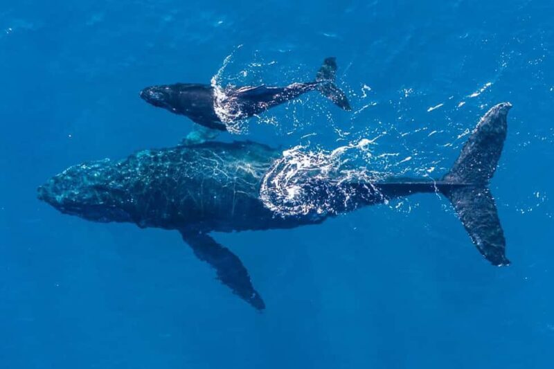 Gold Coast: Whale Watching - Authenticity and Customer Feedback