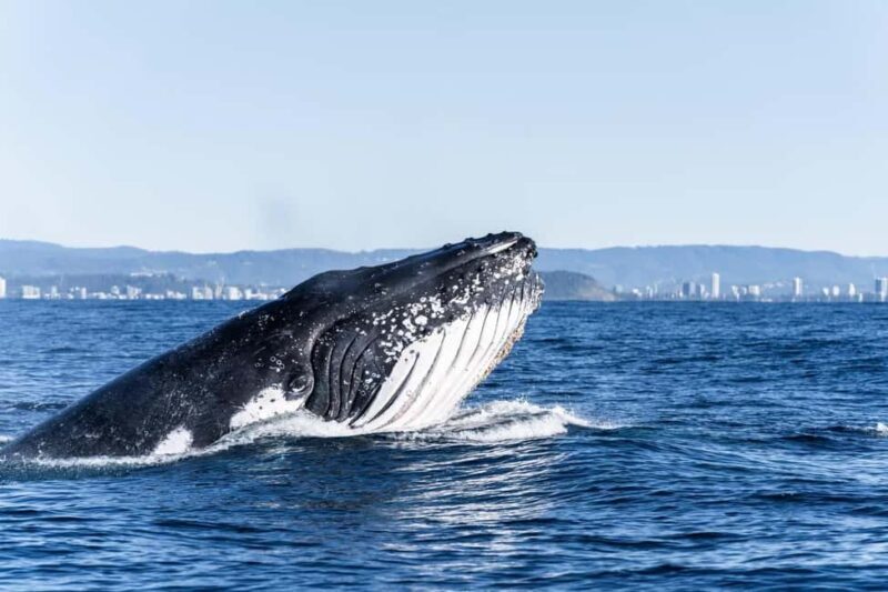 Gold Coast: Whales, Dolphins & Snorkelling with Turtles - Key Points