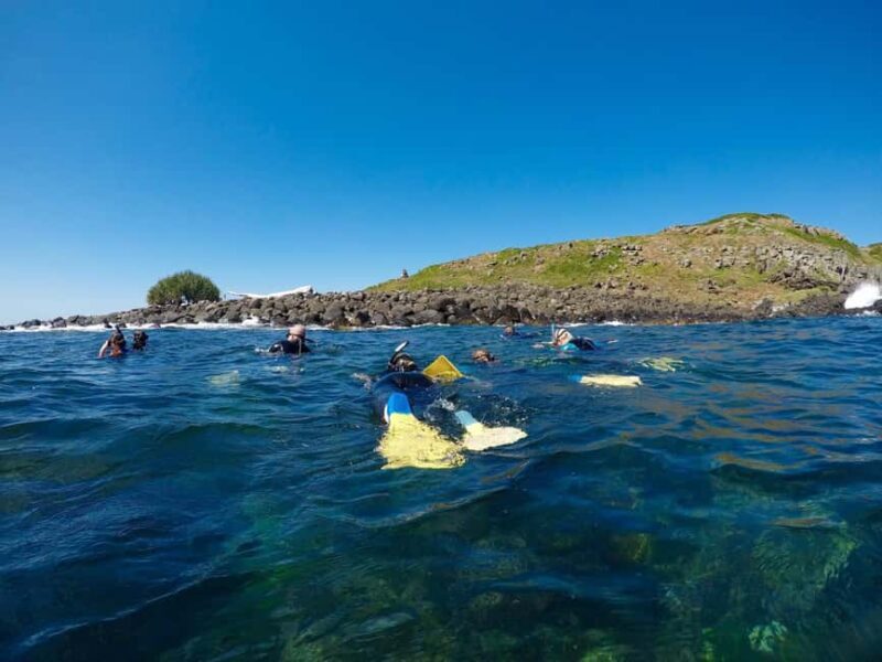 Gold Coast: Whales, Dolphins & Snorkelling with Turtles - An In-Depth Look at the Tour Experience