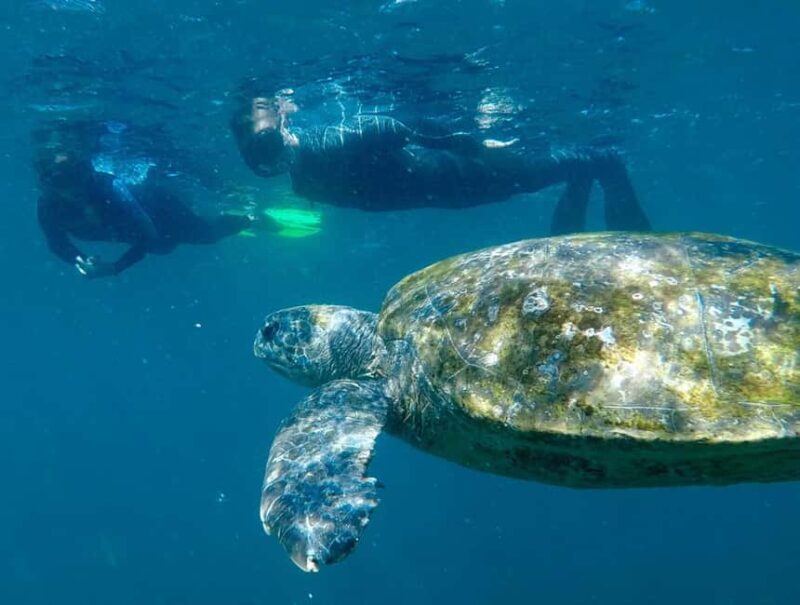 Gold Coast: Whales, Dolphins & Snorkelling with Turtles - The Guides and the Small Group Experience
