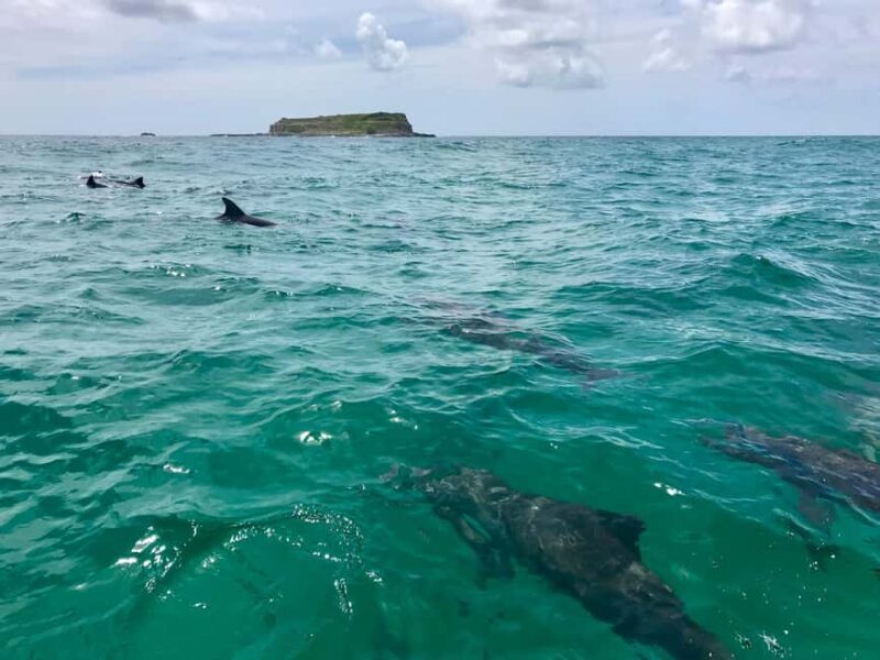 Gold Coast: Whales, Dolphins & Snorkelling with Turtles - Who Should Consider This Tour?