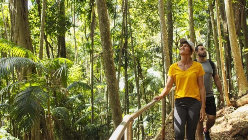 Gold Coast: Wine, Distillery & Rainforest Day Tour - An In-Depth Look at the Tamborine Mountain Day Tour
