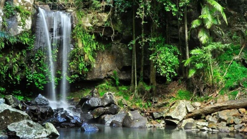 Gold Coast: Wine, Distillery & Rainforest Day Tour - What Makes This Tour Stand Out?