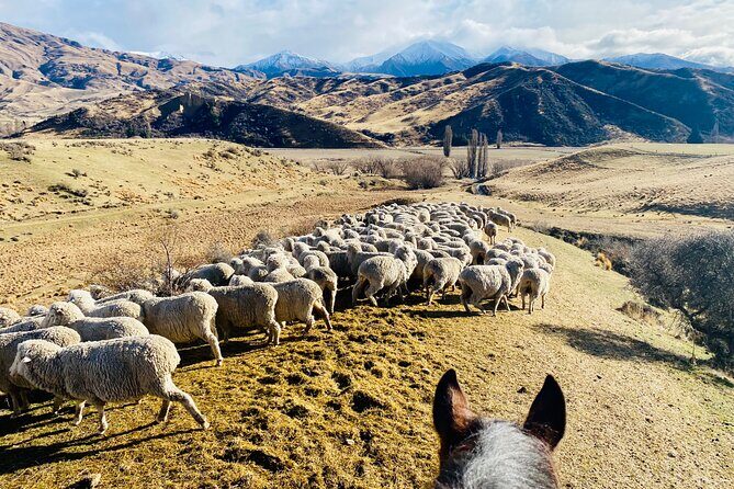 Gold Discovery Trail Horse Trek Cardrona - Most popular! - Frequently Asked Questions