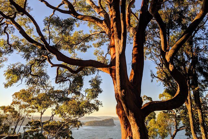 Golden Beaches and Ocean Vistas MANLY AND NORTHERN BEACHES PRIVATE TOUR - Scenic Walks, Wildlife and Water Views