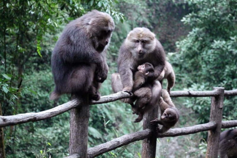 Golden Buddha & Cloud Sea: Emei Mountain Private Tour - Who This Tour Is Best For