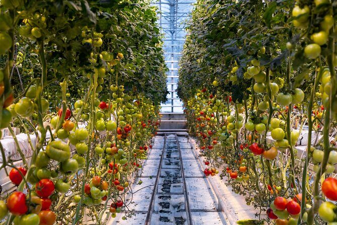 Golden Circle, Tomato Farm Lunch & Sky Lagoon - with photos - What the Reviews Say
