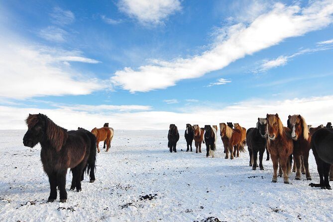 Golden Circle & Viking Horse Experience - Final Thoughts: Who Is This Tour Perfect For?