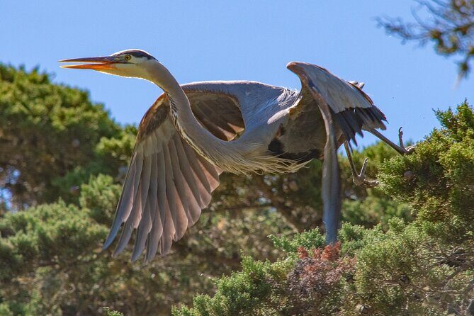 Golden Gate Park Wildlife Walking Tour - Final Thoughts