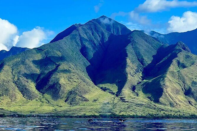 Golden Hour Kayak And Whale Watch - Detailed Breakdown of the Itinerary