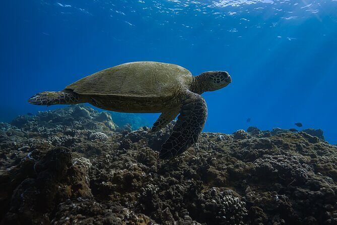 Golden Hour Kayak And Whale Watch - What Travelers Say