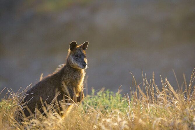 Golden Hour Penguins Express Tour with Pickups on Phillip Island - A Detailed Look at the Experience