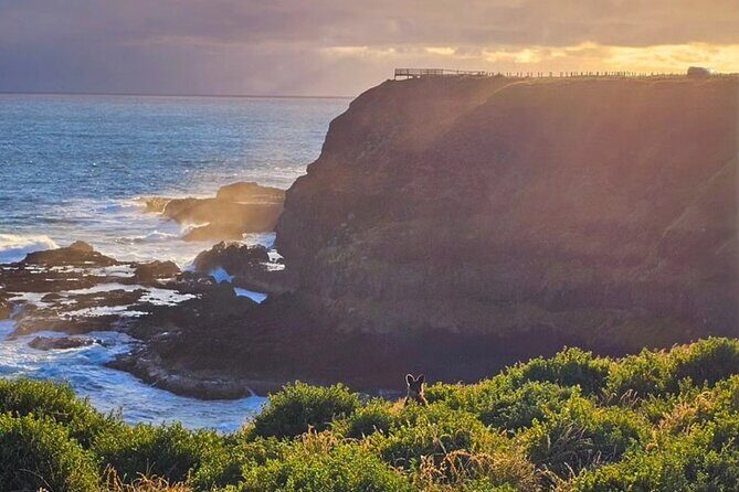 Golden Hour Penguins Express Tour with Pickups on Phillip Island - Who Is This Tour Best For?