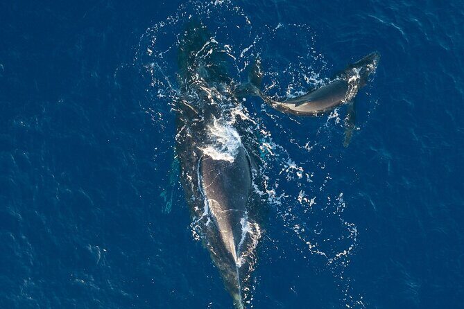 Golden Hour Whale Watch from Lahaina - FAQs