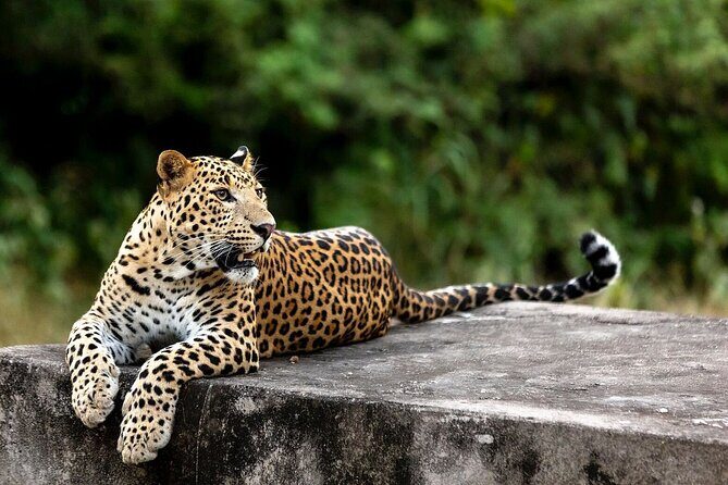 Golden Triangle Tour with Leopard Safari (Taj Mahal at Sunrise) - An Honest Look at the Tour Experience